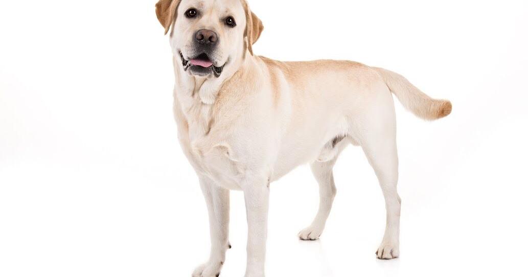 AKC rankings: Labrador retrievers take top spot as most popular ...