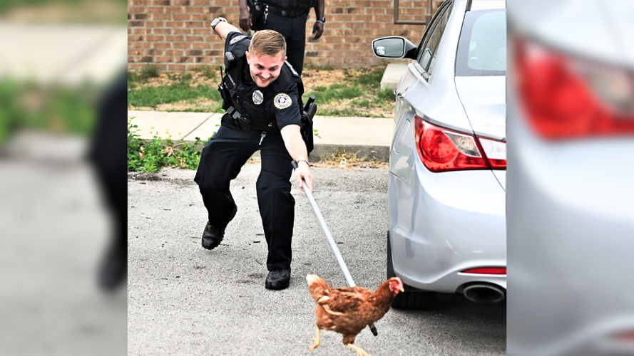 Police capture escaped chicken that wouldn't leave woman's porch | News ...