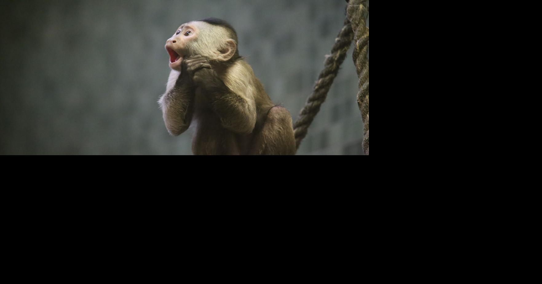 Ohio man gave amphetamines to pet monkey, prosecutors say | Trending ...