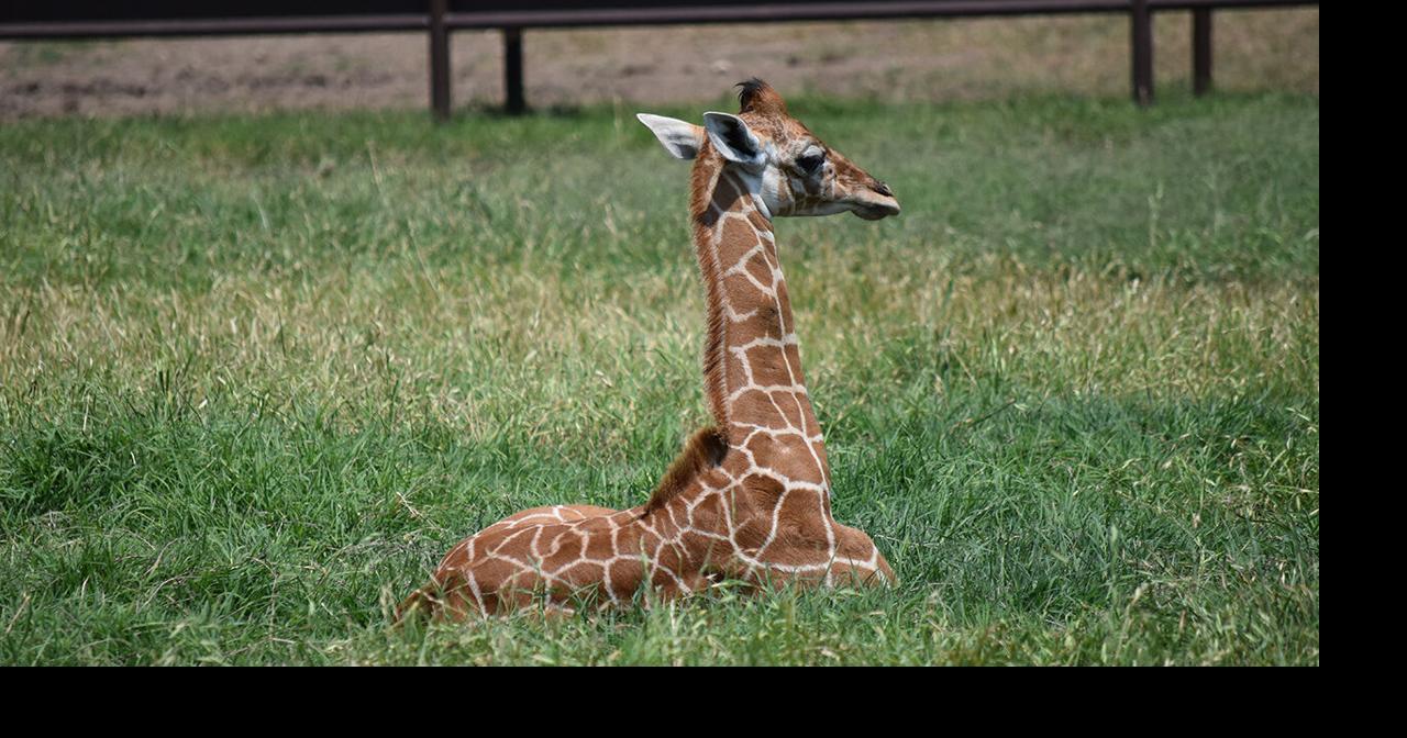 Baby giraffe born outdoors at Wisconsin zoo as visitors look on ...