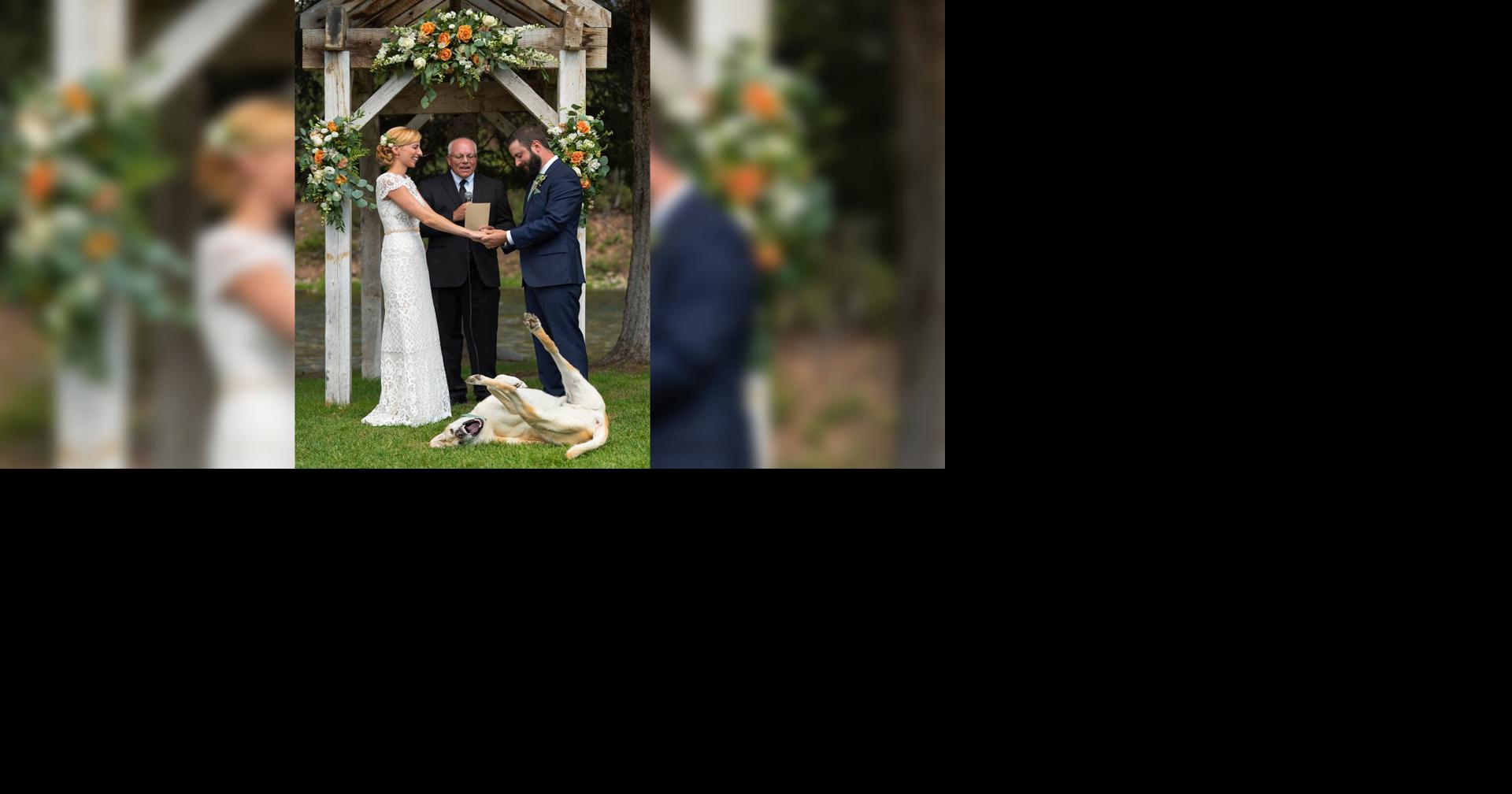 LOOK: Labrador retriever's epic photobomb during owners' wedding goes ...