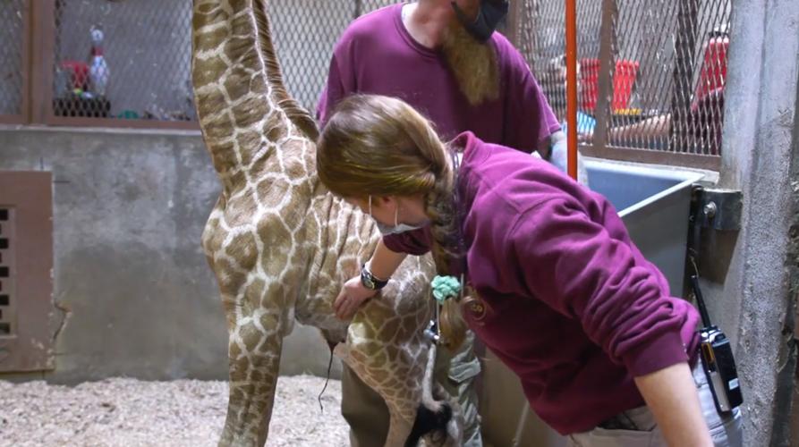 PHOTOS: Memphis Zoo welcomes it...s newest rookie - Ja Raffe ...