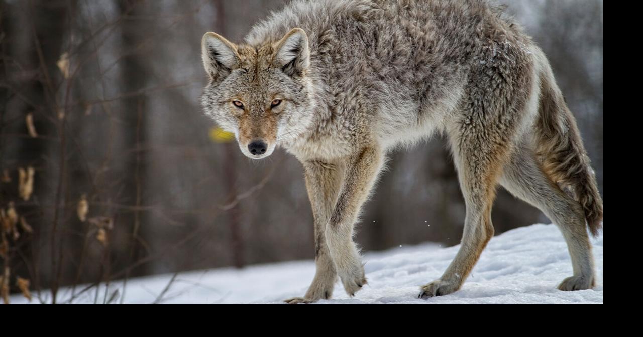 Caught on video: Coyote and badger share culvert to cross underneath ...