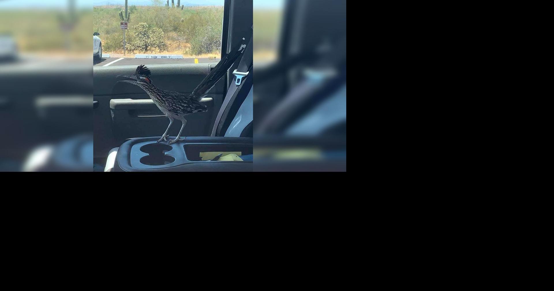 ...Beep, beep...: Roadrunner hops into park ranger...s truck | Trending ...