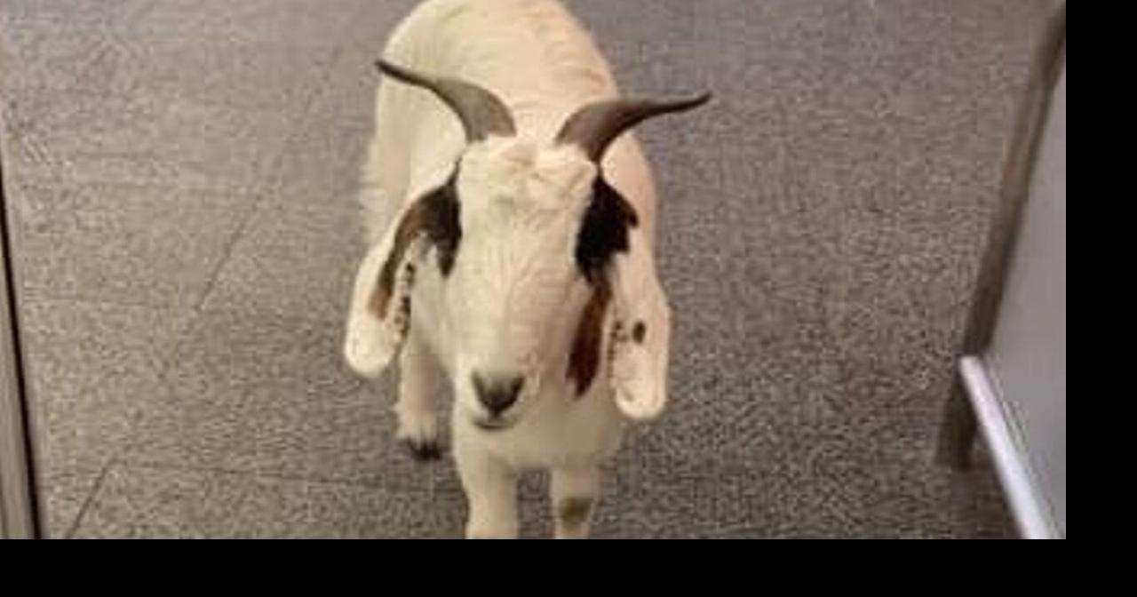 Two goats make Target run in Texas | Trending | fox13memphis.com