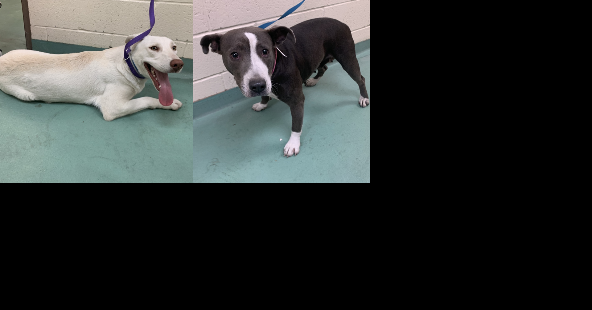 Nine dogs rescued during Lamar Ave. Corridor Revitalization | News ...