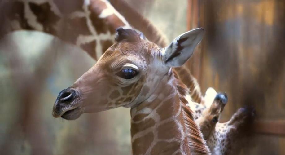 PHOTOS: Memphis Zoo welcomes it...s newest rookie - Ja Raffe ...