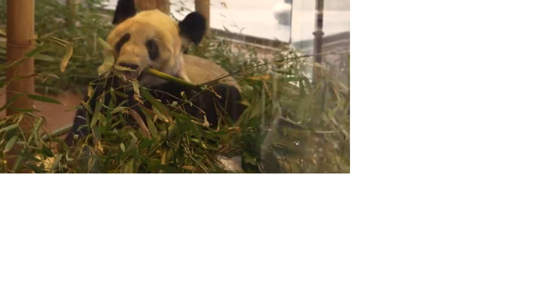 Farewell party announced for Giant Panda leaving Memphis Zoo | News ...