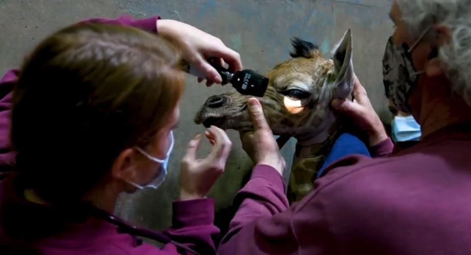 PHOTOS: Memphis Zoo welcomes it...s newest rookie - Ja Raffe ...