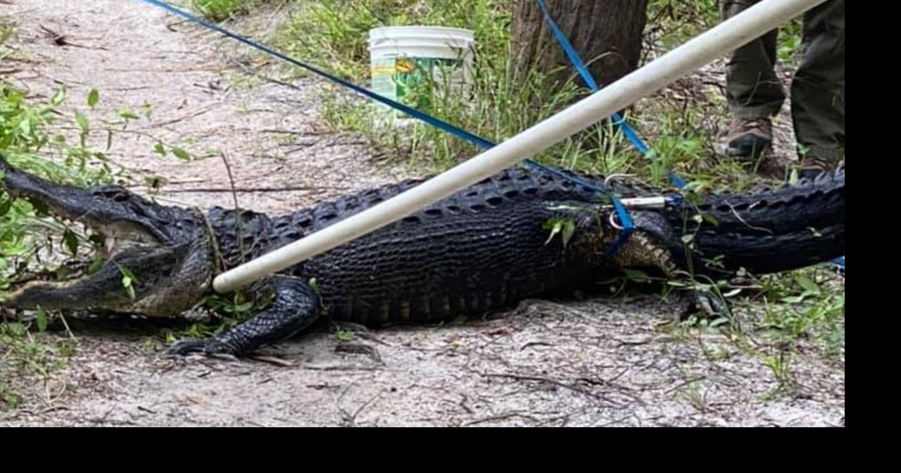 Bicycle-riding Florida man bitten by alligator after falling into water ...