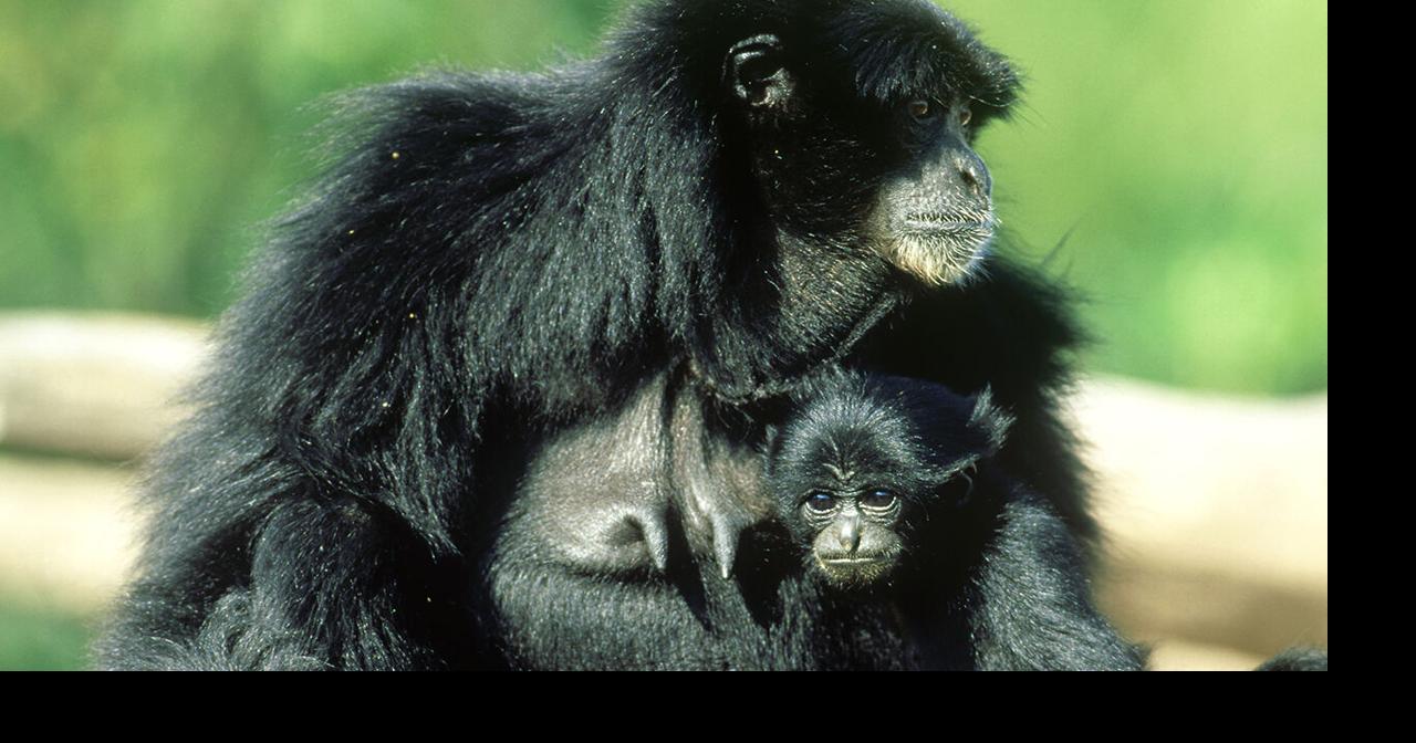 Virginia Zoo’s new baby siamang needs a name; public can help choose ...