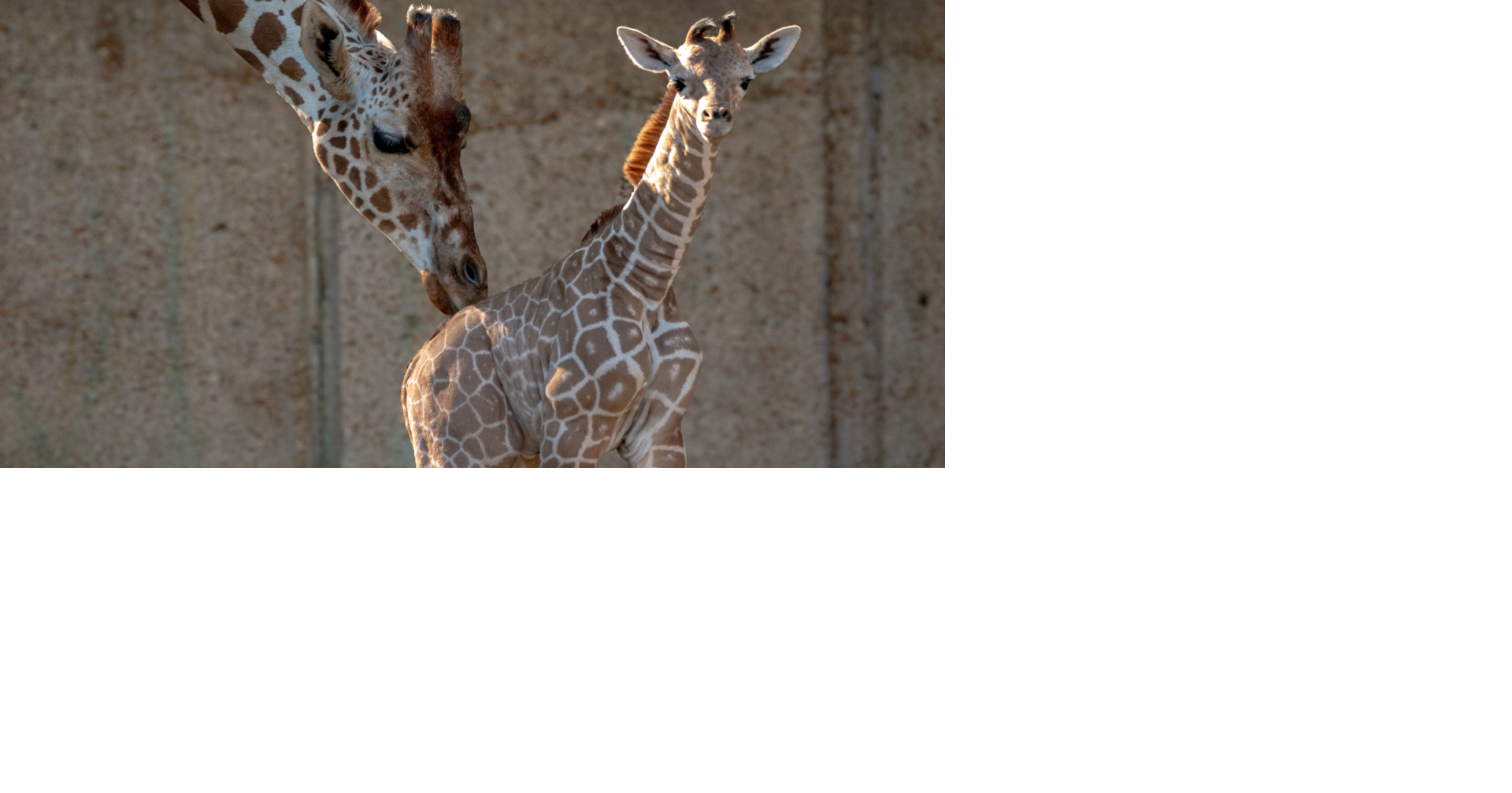 New baby giraffe born at the Memphis Zoo | News | fox13memphis.com
