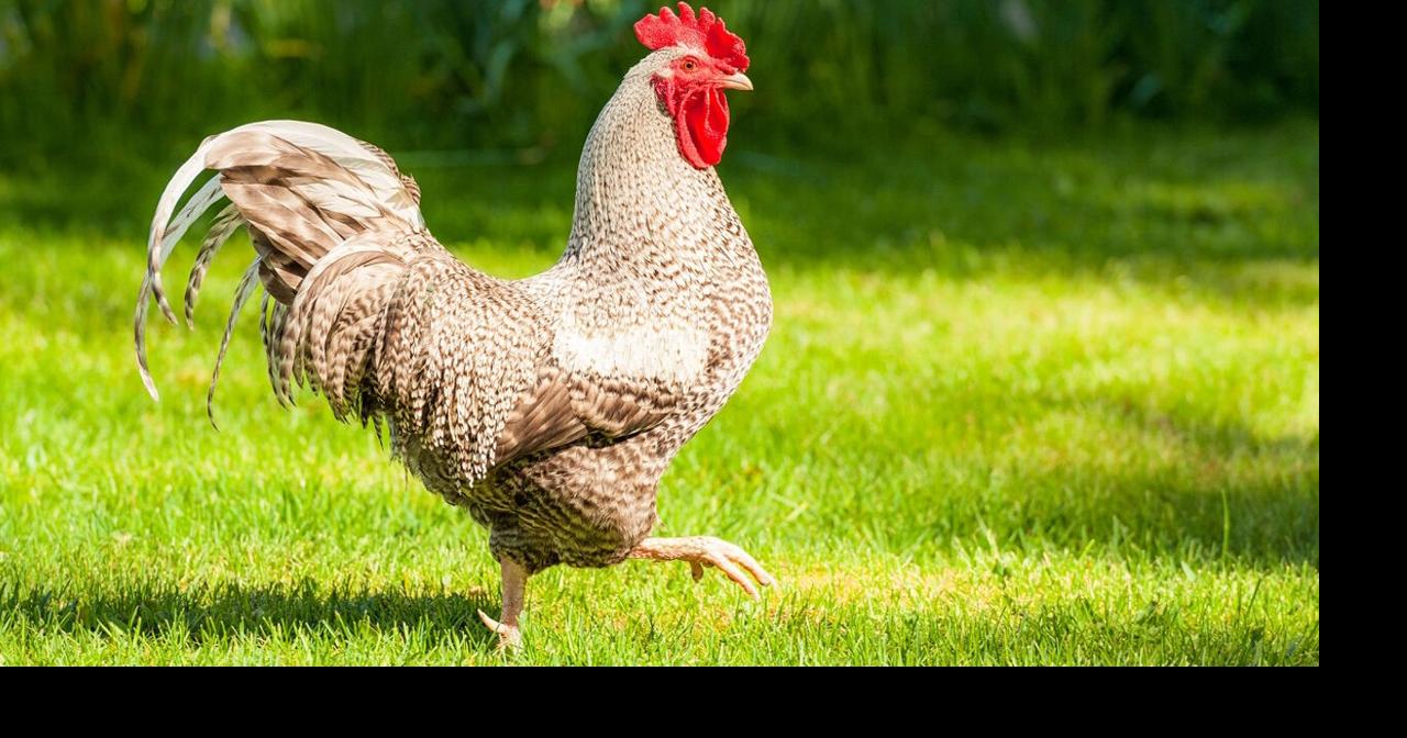 Fowl noise? Maryland couple facing fines over crowing rooster named ...