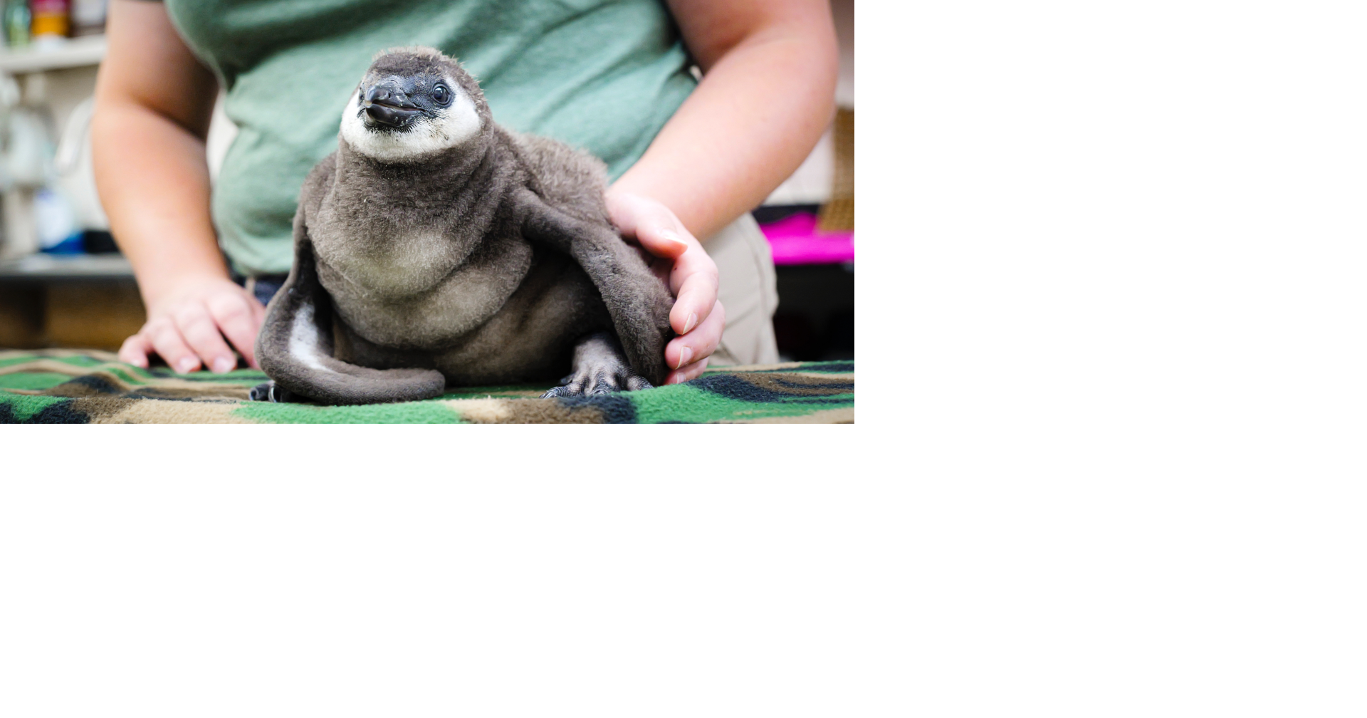 New baby African penguin hatched at the Memphis Zoo | News ...