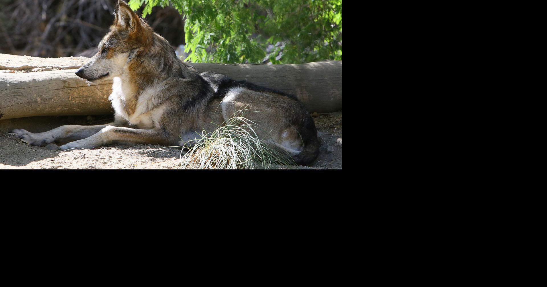 Wolf recaptured after escaping Ohio Zoo habitat | Trending Archives ...
