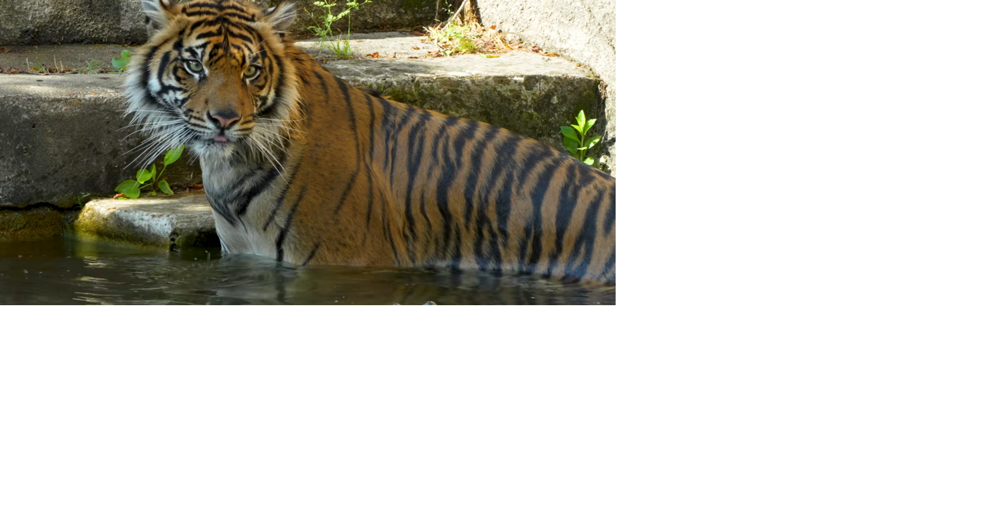 Suci the tiger leaving Memphis Zoo for another facility | News ...