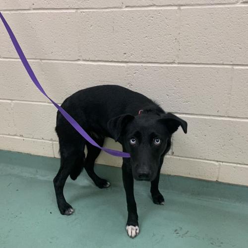 PHOTOS: Dogs rescued during Lamar Avenue Revitalization project ...