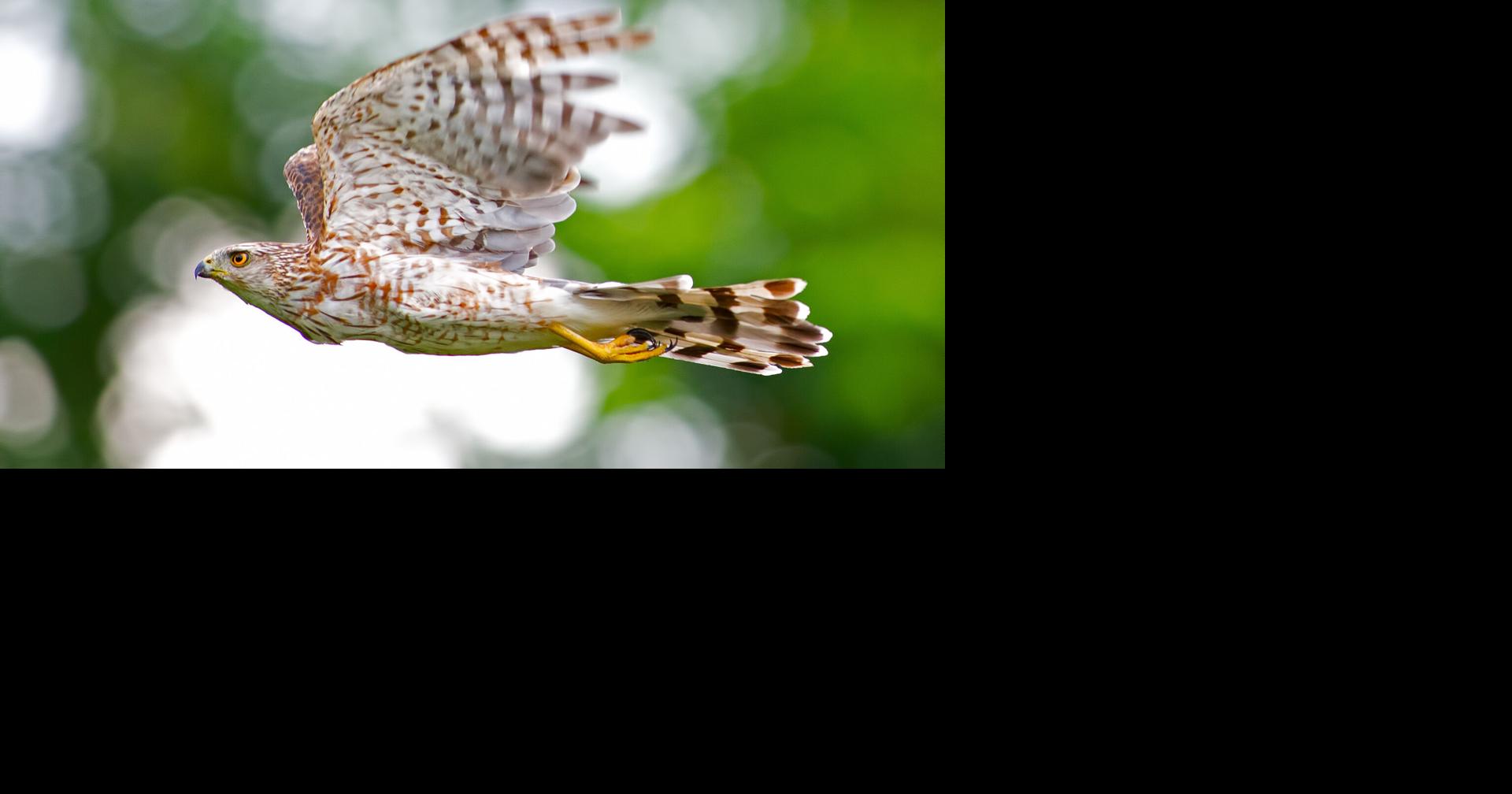 Man sentenced for killing hawks after utility refused to cut down tree | Trending | fox13memphis.com