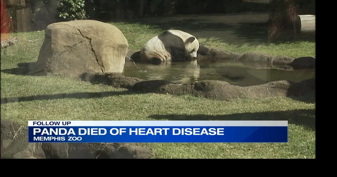WATCH: Giant panda at Memphis Zoo died of heart disease, experts say ...