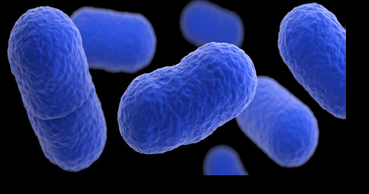 BOARS HEAD DELI MEAT RECALL | News | fox13memphis.com