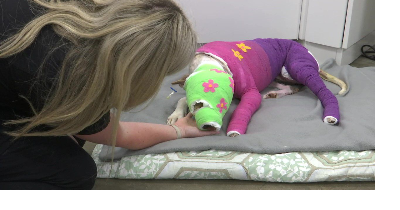 Neighbors leap into action to save dog set on fire in Memphis | News ...