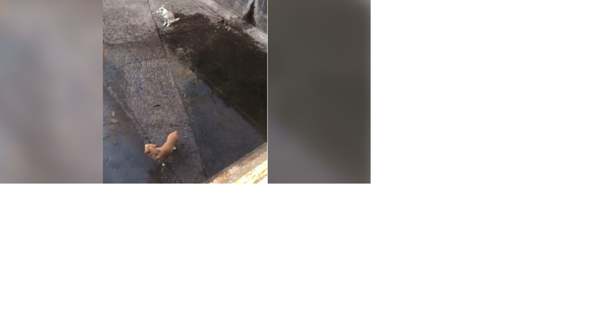 Two dogs saved from drainage ditch after lengthy rescue mission | News ...