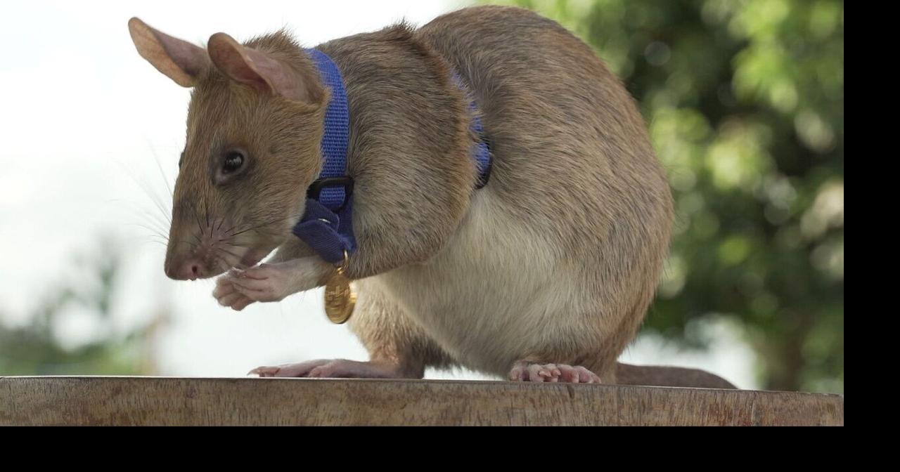 Magawa, the rat that sniffs out land mines, honored for bravery ...