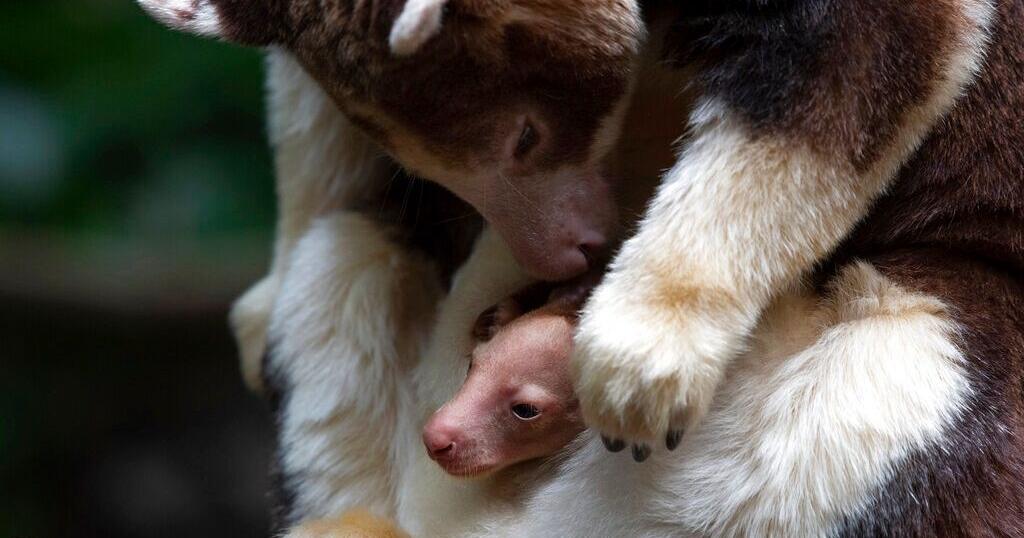 Bronx Zoo welcomes baby tree kangaroo | Trending | fox13memphis.com
