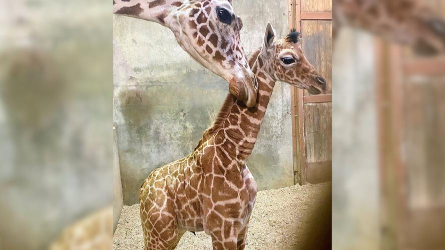 PHOTOS: Memphis Zoo welcomes it...s newest rookie - Ja Raffe ...