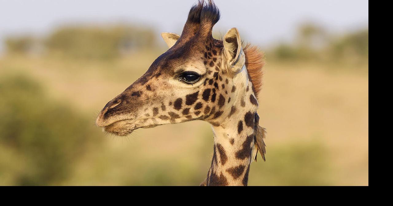 Ohio...s Columbus Zoo welcomes endangered baby giraffe | Trending ...