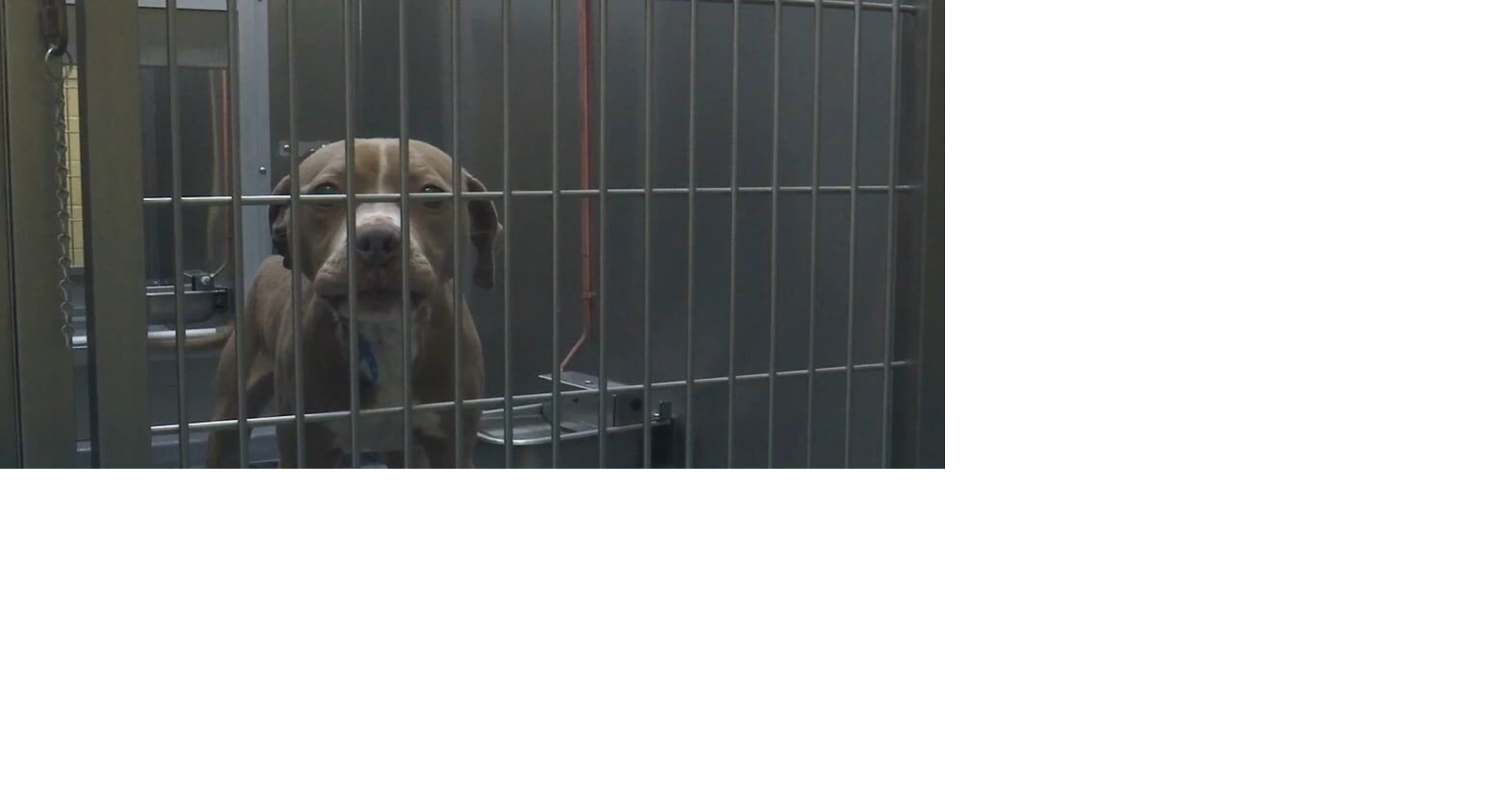 Memphis Animal Services resumes dog adoptions | News | fox13memphis.com