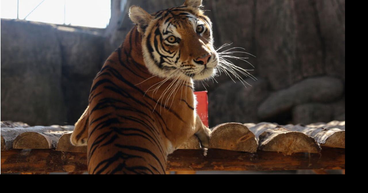 Bobcat, tiger cub seized from San Antonio home | Trending ...