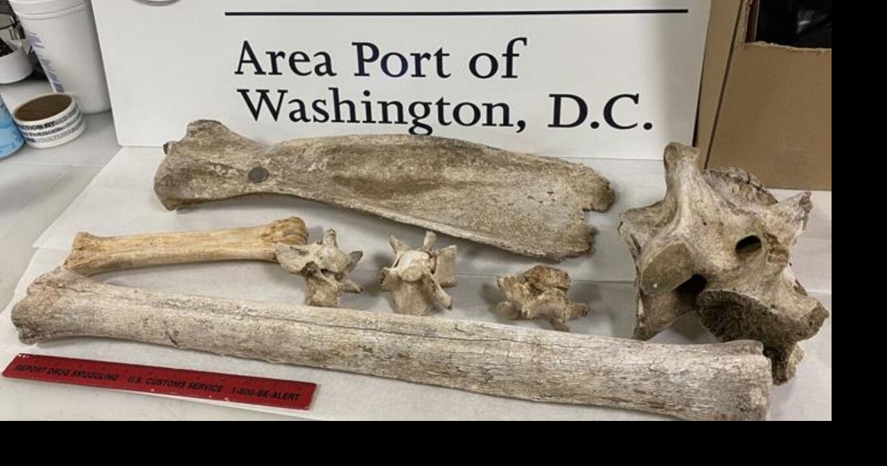 Picking a bone: Customs agents at DC airport find animal bones in ...