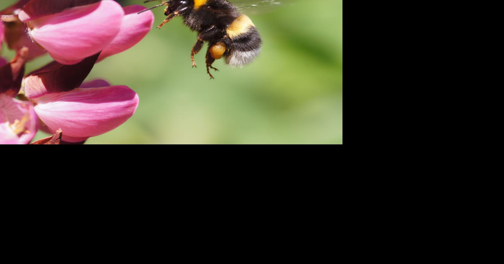 California court determines that bees are legally ‘fish’ | Trending ...