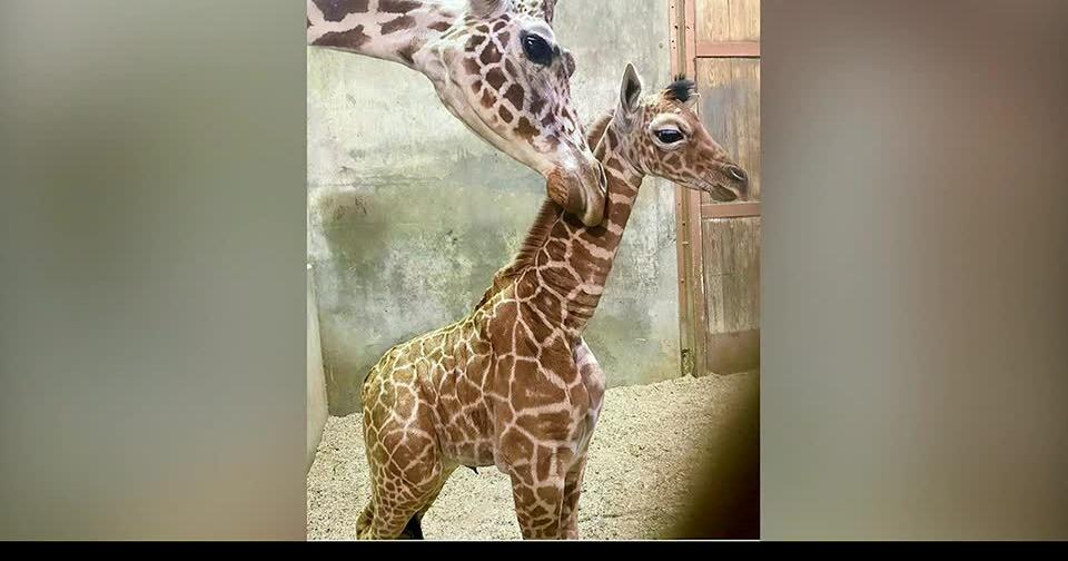 Memphis Zoo welcomes its newest rookie - Ja Raffe | Archives ...