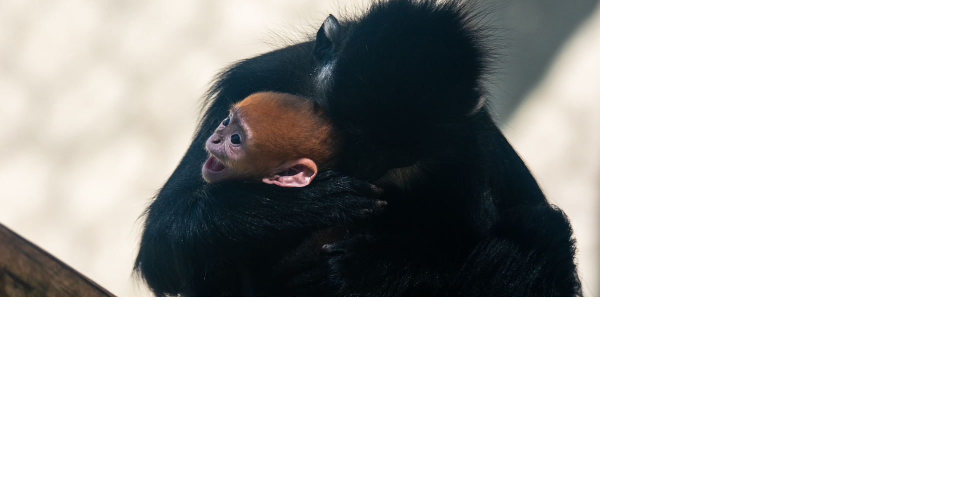 Memphis Zoo welcomes newborn baby monkey | News | fox13memphis.com