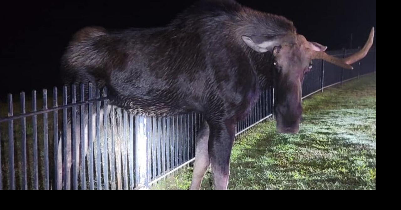 Connecticut firefighter helps rescue moose stuck in fence | Trending ...