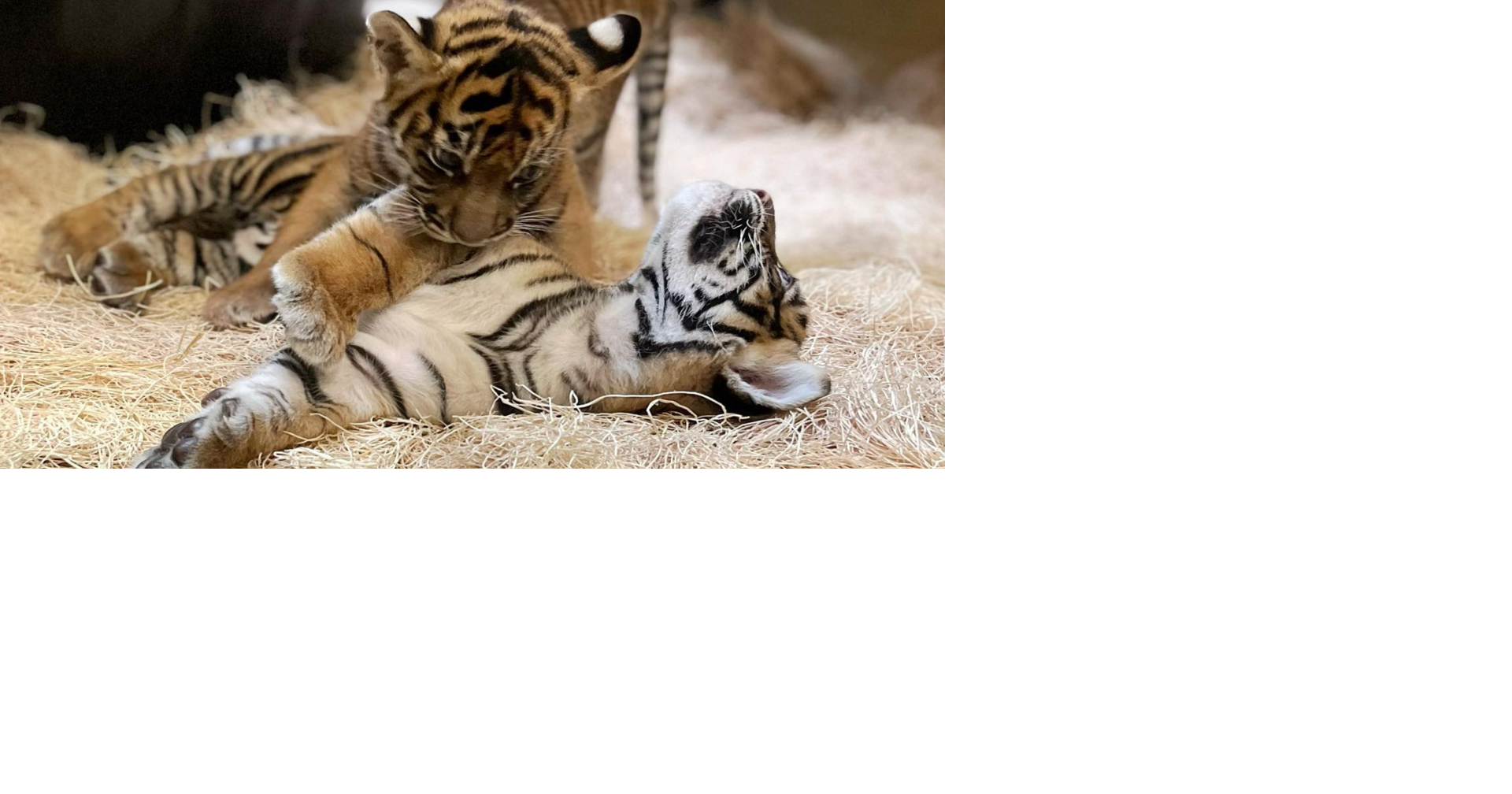 New tiger cubs at Memphis Zoo names released | News | fox13memphis.com