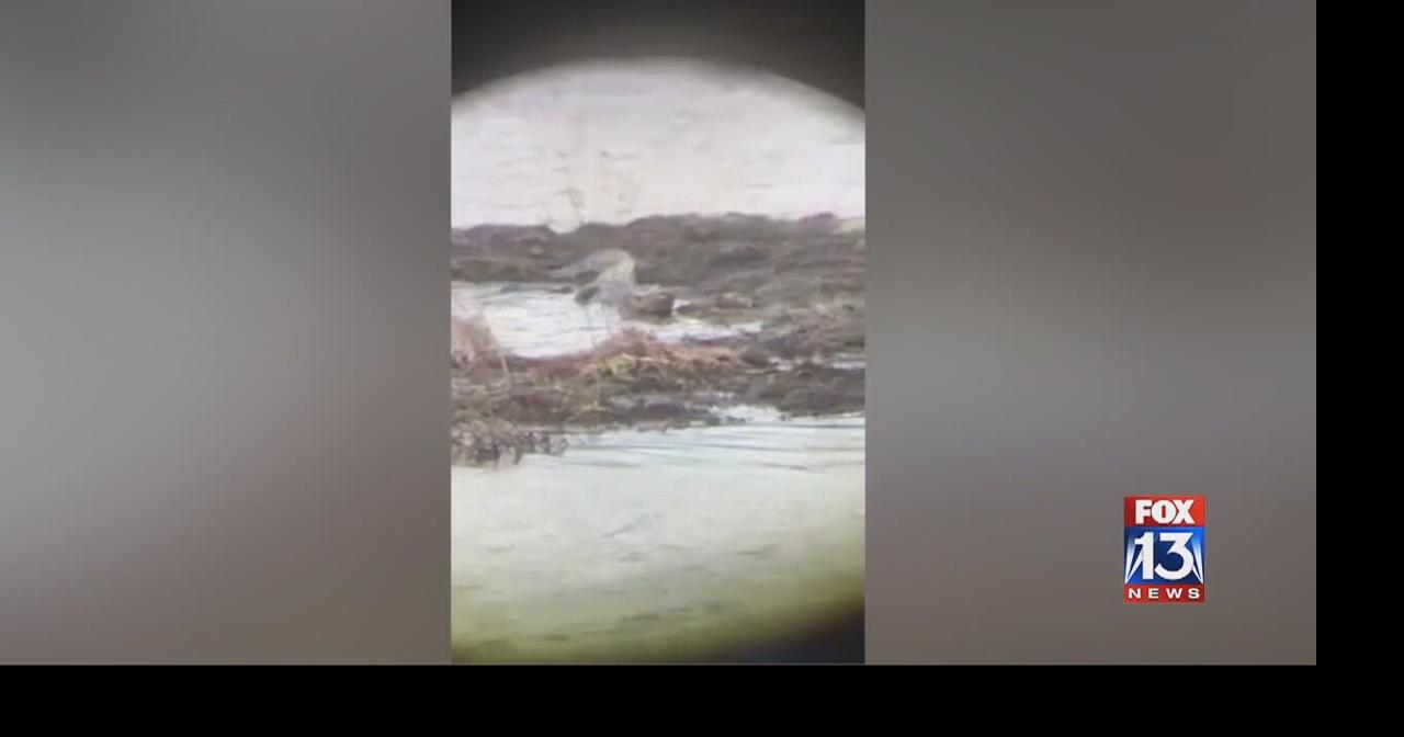 Alligators migrating, spotted in West Tennessee | News | fox13memphis.com