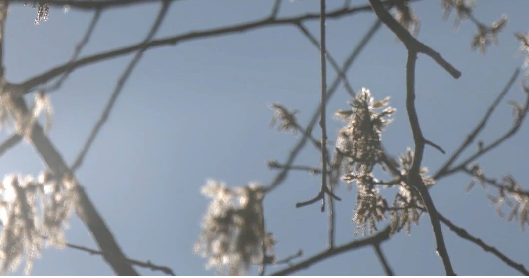 Early start to pollen season could mean trouble for allergy suffers ...