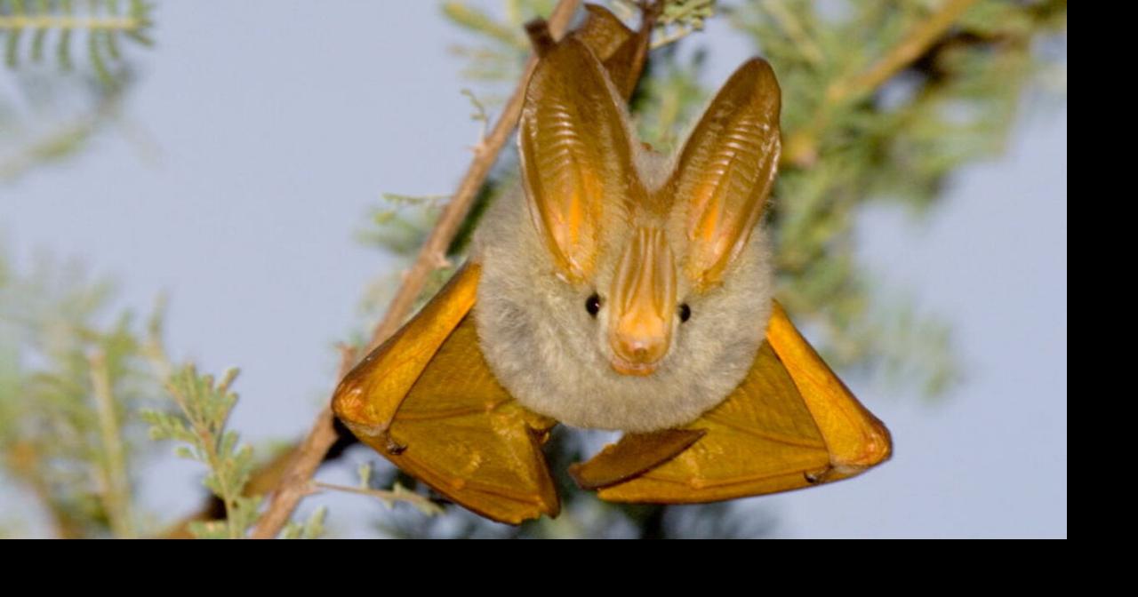 Illinois man dies of rabies after bat bite; 1st human case in state ...