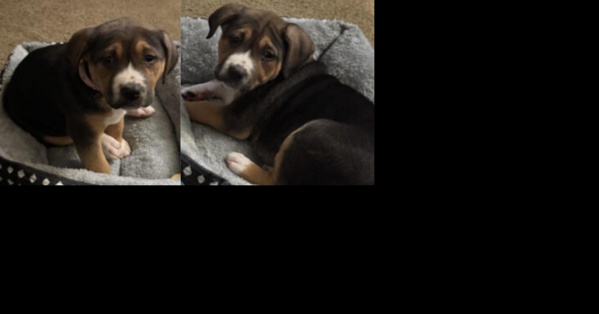 MPD: Puppy, guns, PlayStations stolen during home burglary | News ...