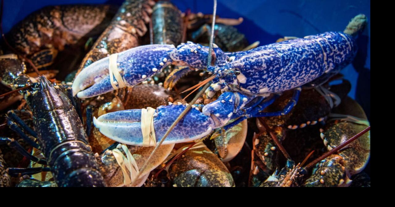 Maine anglers catch rare blue lobster; crustacean will live in ...
