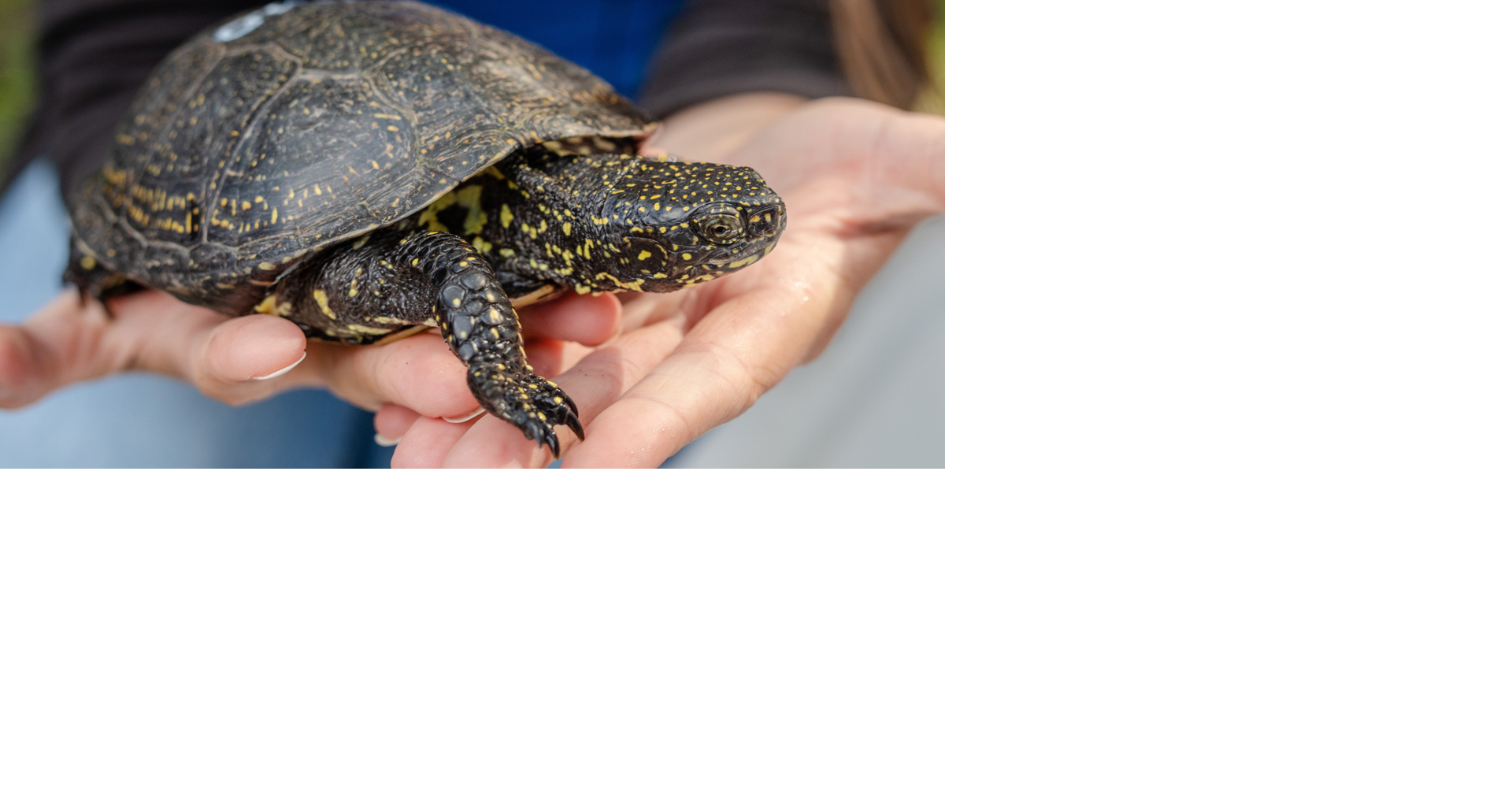 Turtle aquarium causes house fire in Memphis, all animals saved, SCFD says | News | fox13memphis.com