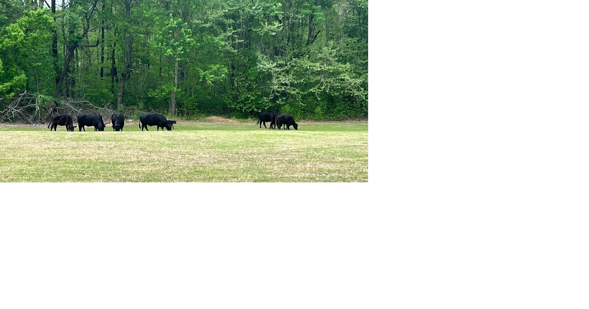 Cows on the moo-ve caught wandering near funeral home | News ...