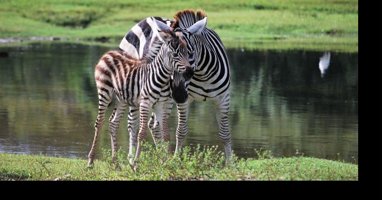 South Florida...s Lion Country Safari preserve welcomes baby zebra ...