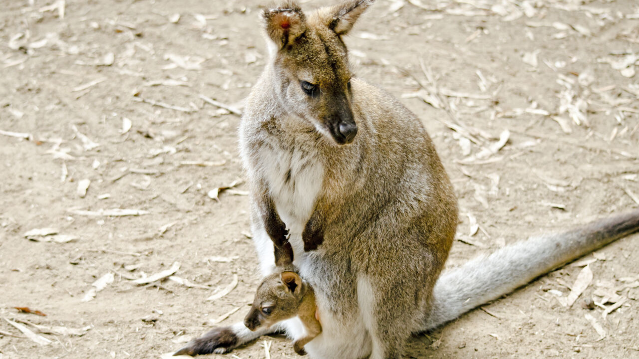 Baby Wallaby