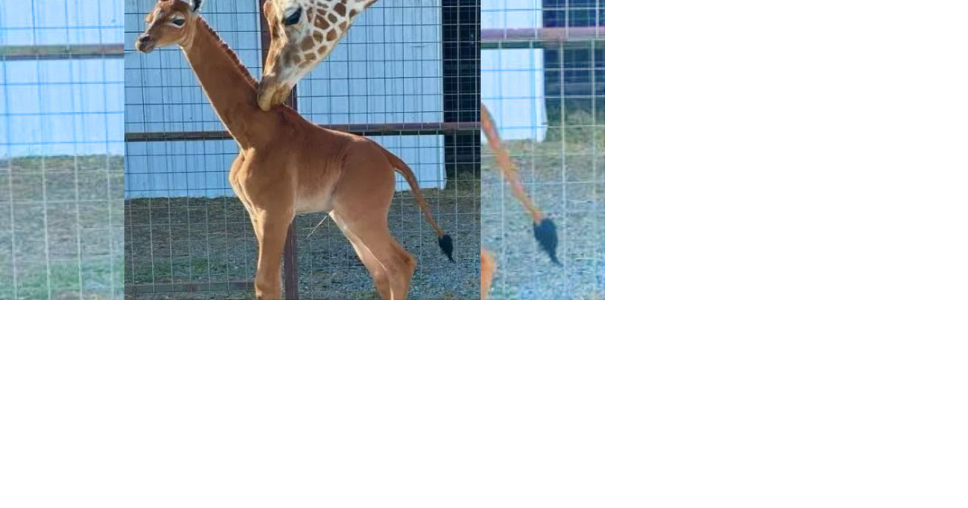 Rare birth of spotless giraffe at East Tennessee zoo | News ...