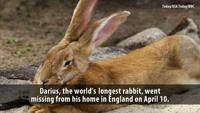 darius the rabbit missing