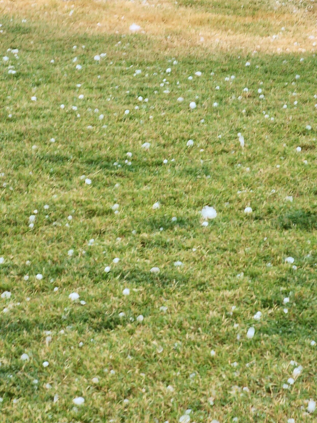 PHOTOS: Rain, hail fall during Mid-South thunderstorms | | fox13memphis.com